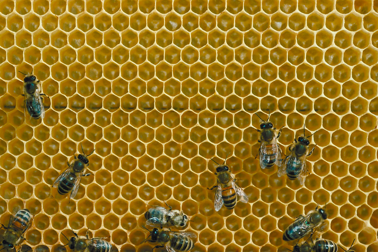 thebeepeeker.com | Beepeekers make better beekeepers!