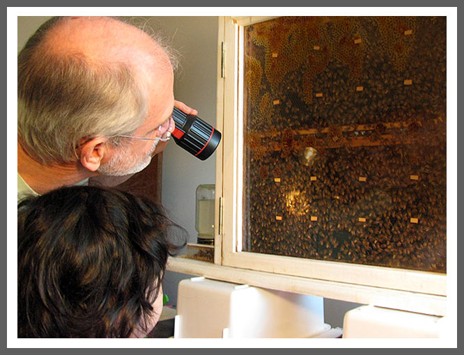 thebeepeeker.com | Beepeekers make better beekeepers!